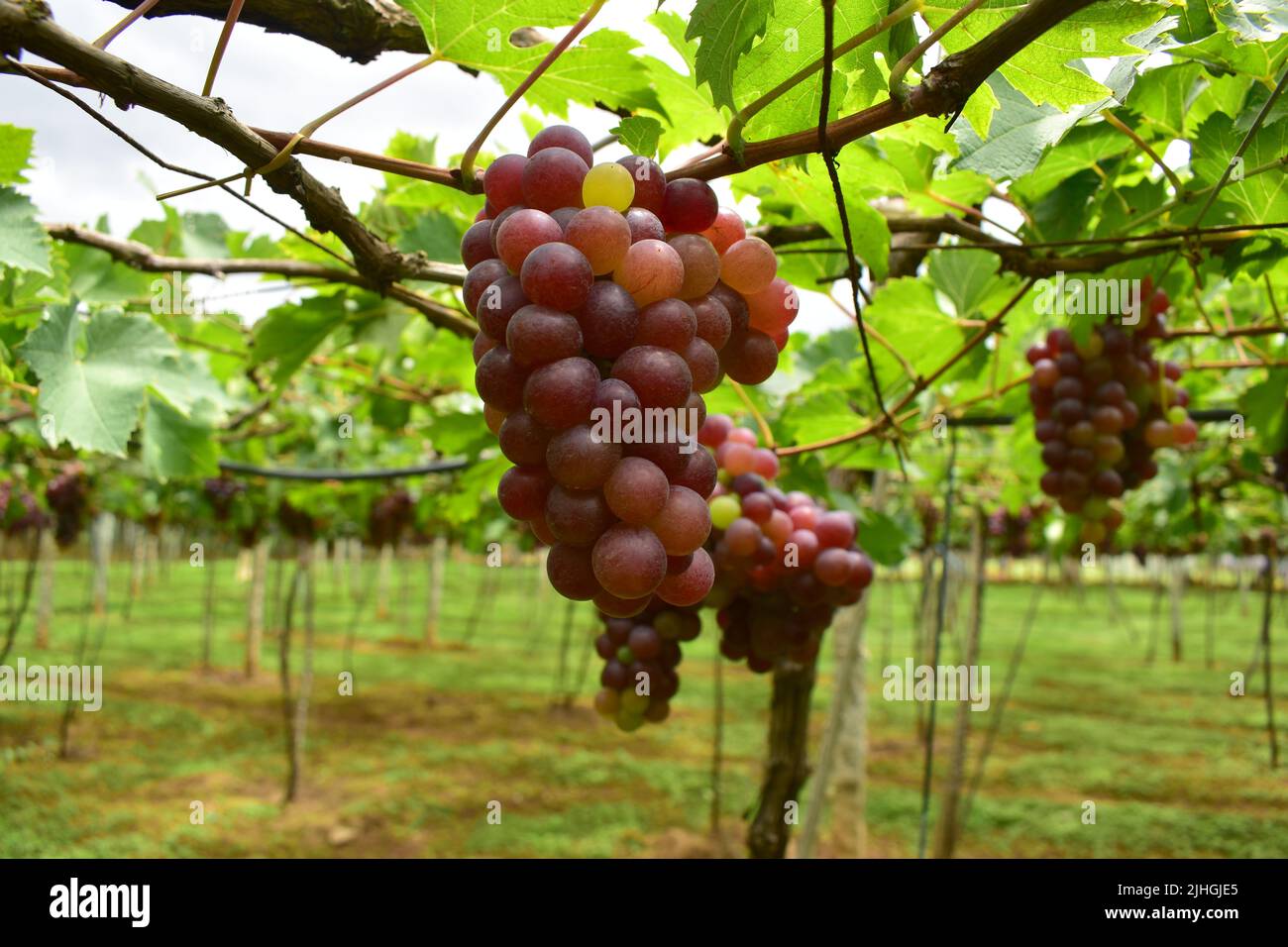 Organic Grape Farm in Cumbum Stock Photo - Alamy