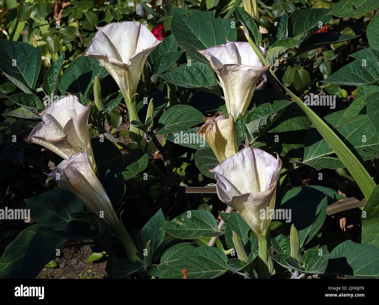 Datura Indian flowers is an annual herbaceous plant, Datura genus ...