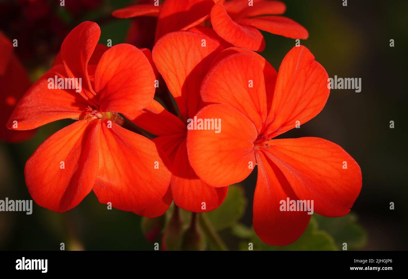 Blood-red geranium or crail is a perennial herbaceous plant of the ...