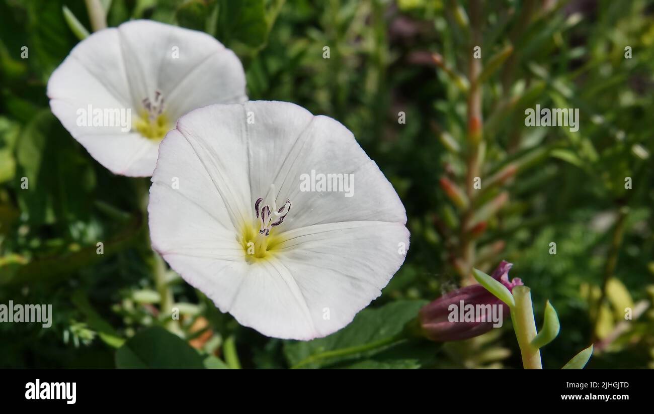 Flowers Bindweed is a perennial herbaceous plant of the Bindweed family ...