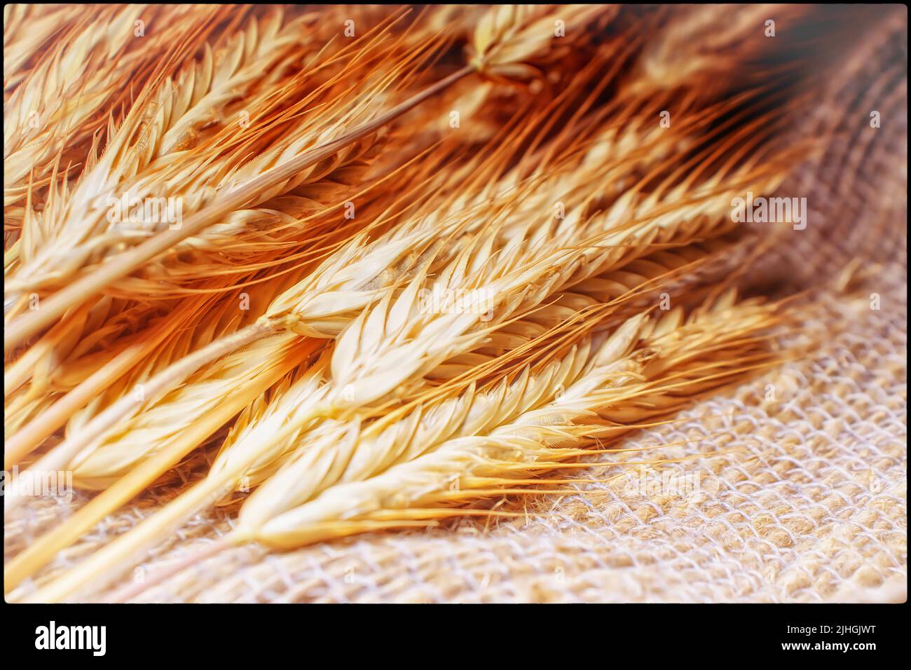 A bunch of golden ears of rye on a fabric of coarse linen threads Stock Photo - Alamy