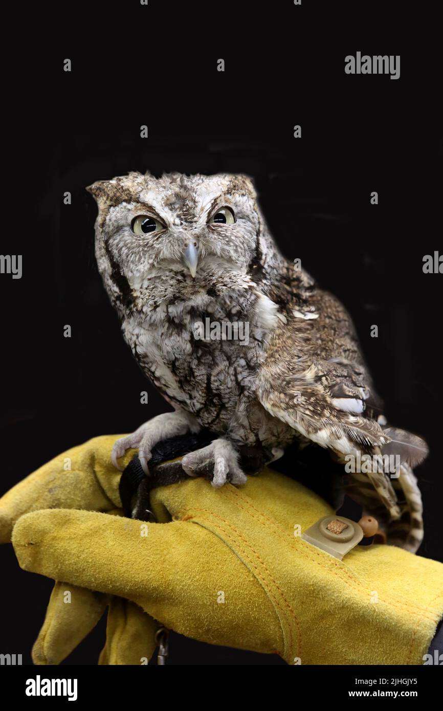 A screech owl perches on a gloved hand against a black background Stock ...