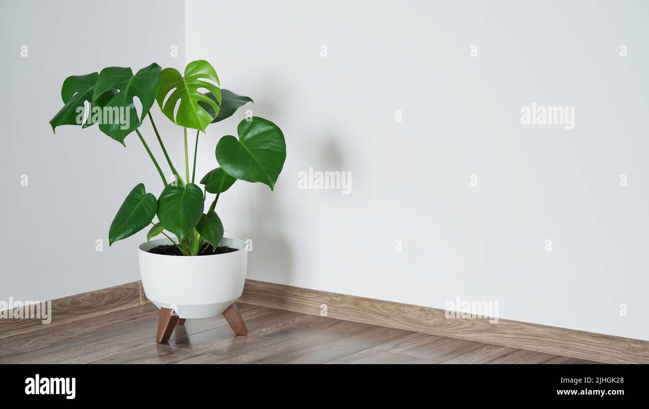 Close up of beautiful monstera flower leaves or swiss cheese plant ...