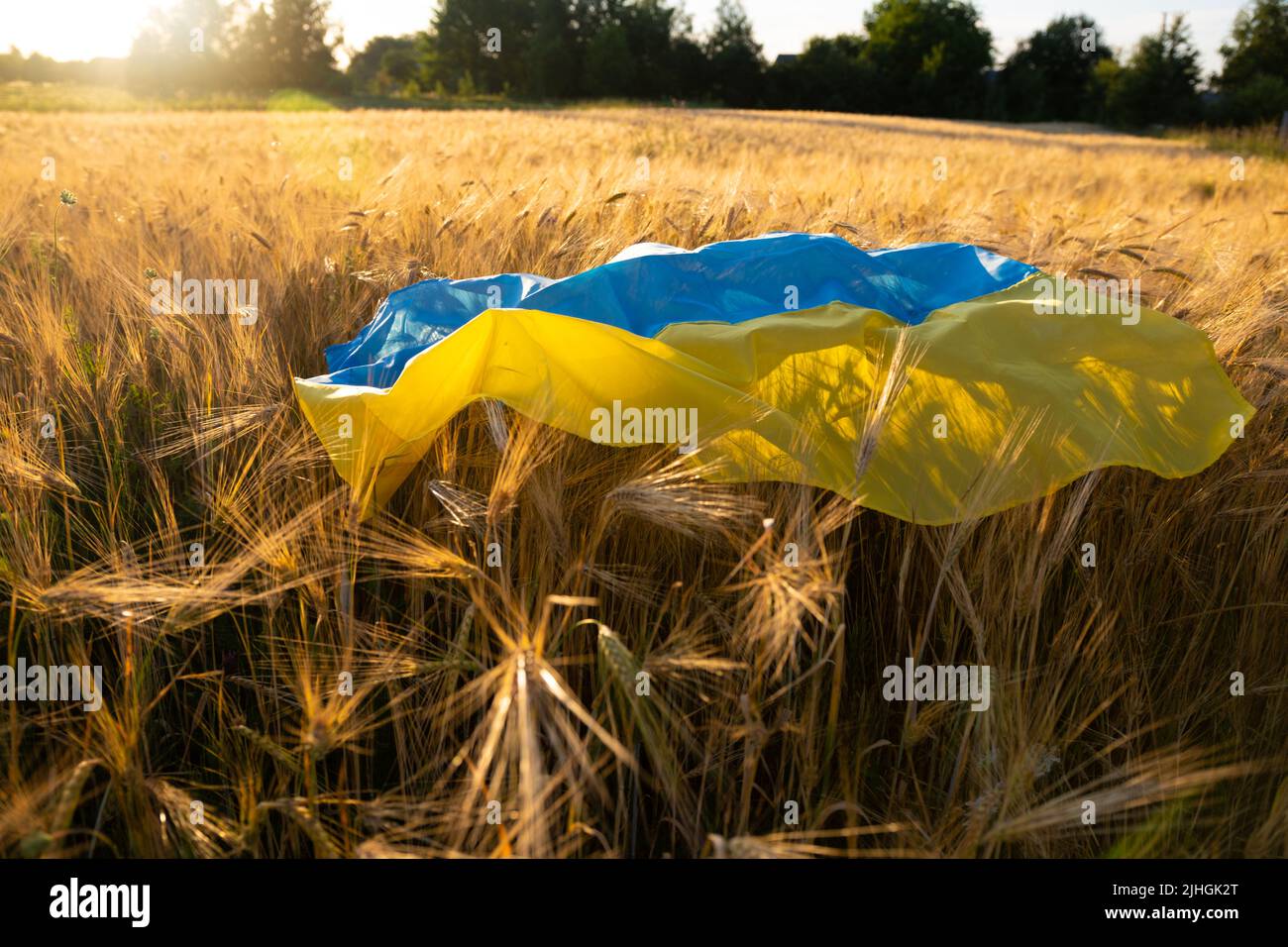 Flag of Ukraine on wheat. Harvest of wheat in Ukraine concept Stock ...