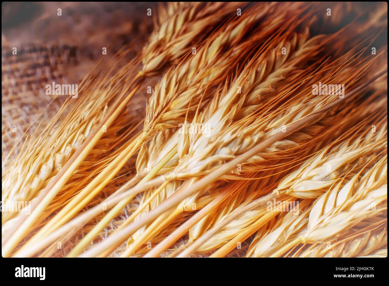 A bunch of golden ears of rye on a fabric of coarse linen threads Stock Photo - Alamy