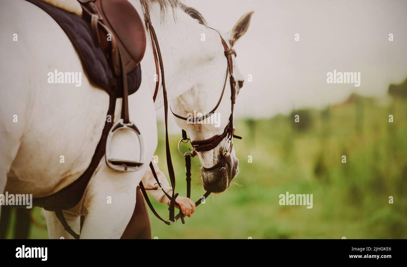 A beautiful white horse dressed in sports gear is led by a horse ...