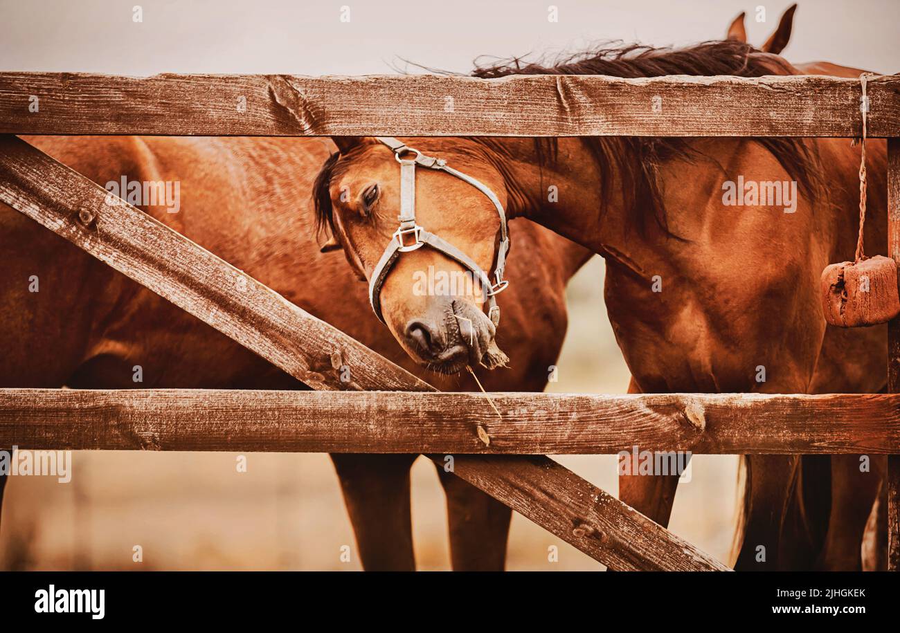 Two beautiful bay horses with mane fluttering in the wind stand behind ...