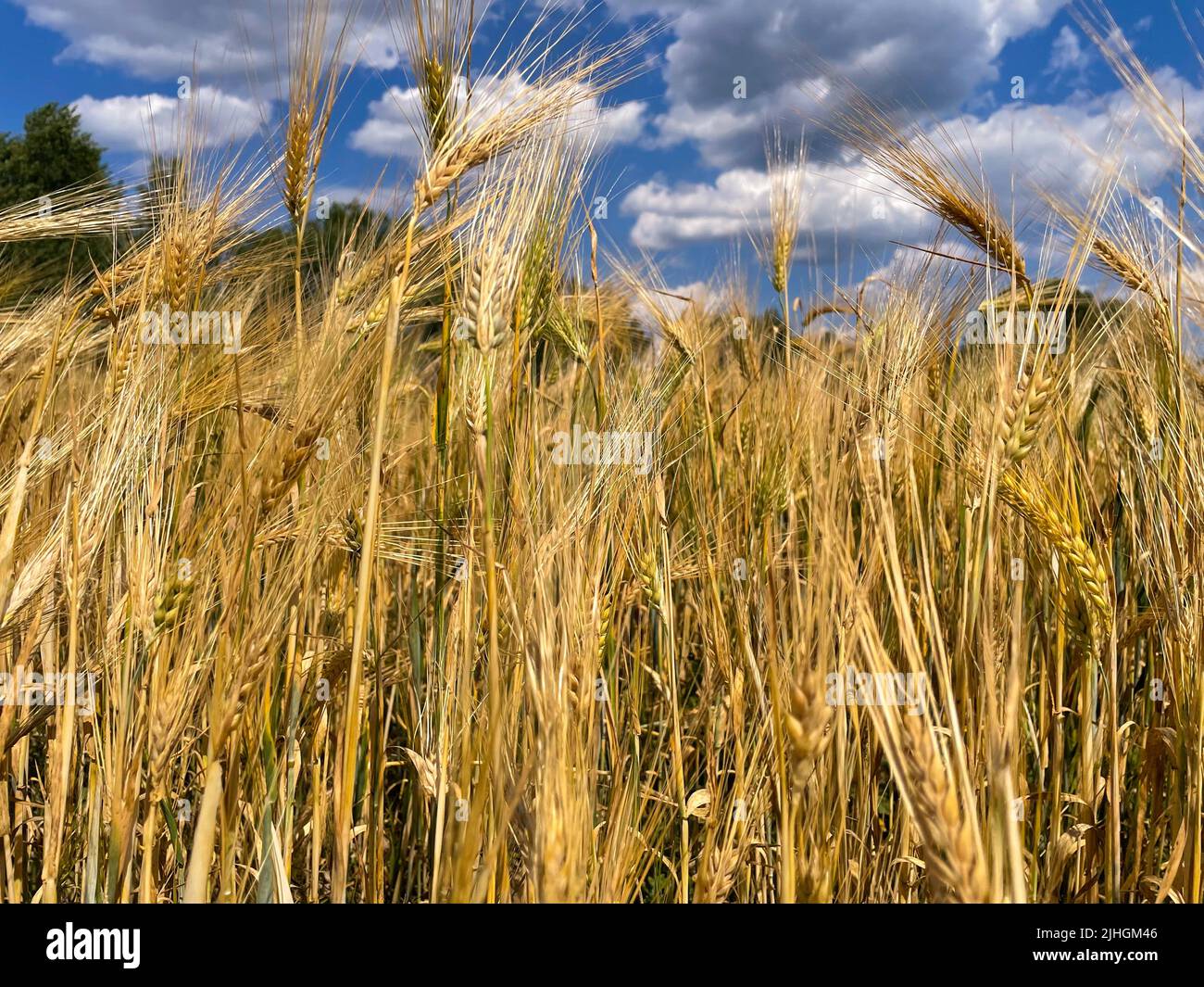Grain field on a sunny day. A large field of grain with forest on the ...