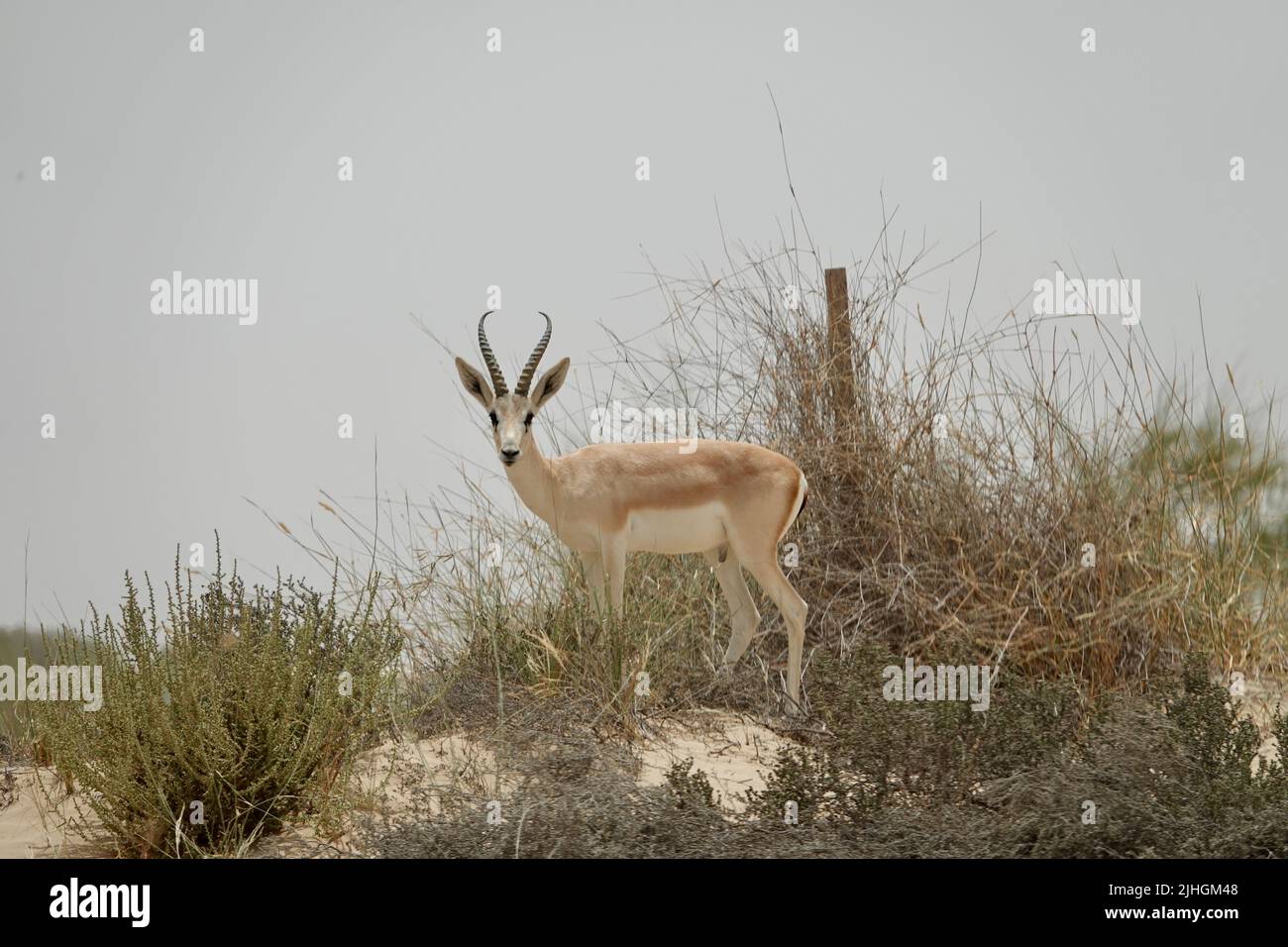 Impala on grass hi-res stock photography and images - Alamy