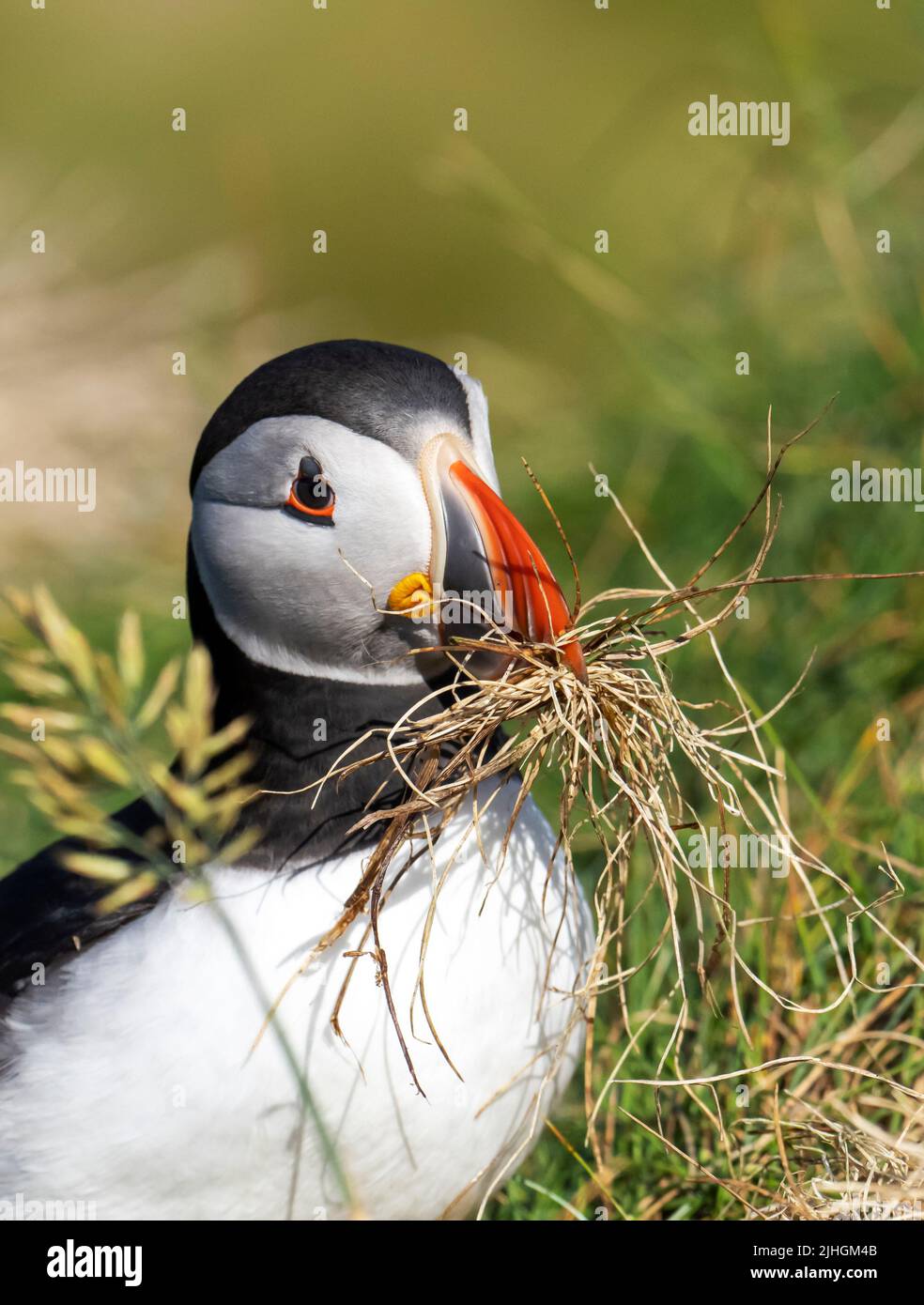 Atlantic Puffin, Fratercula arctica carrying nesting material at ...