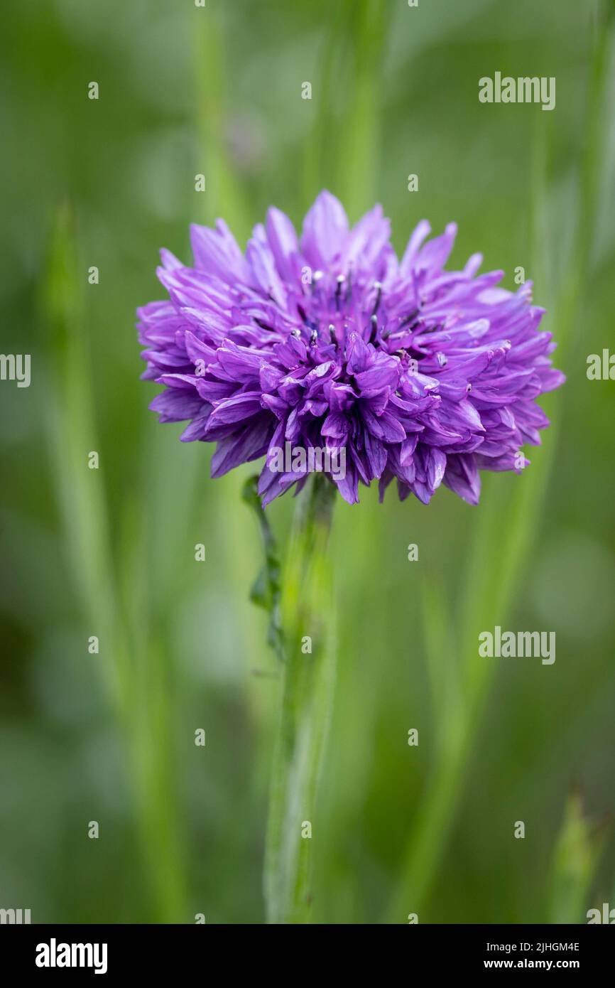 Closeup view of a delicate purple pink Cornflower growing in a garden ...