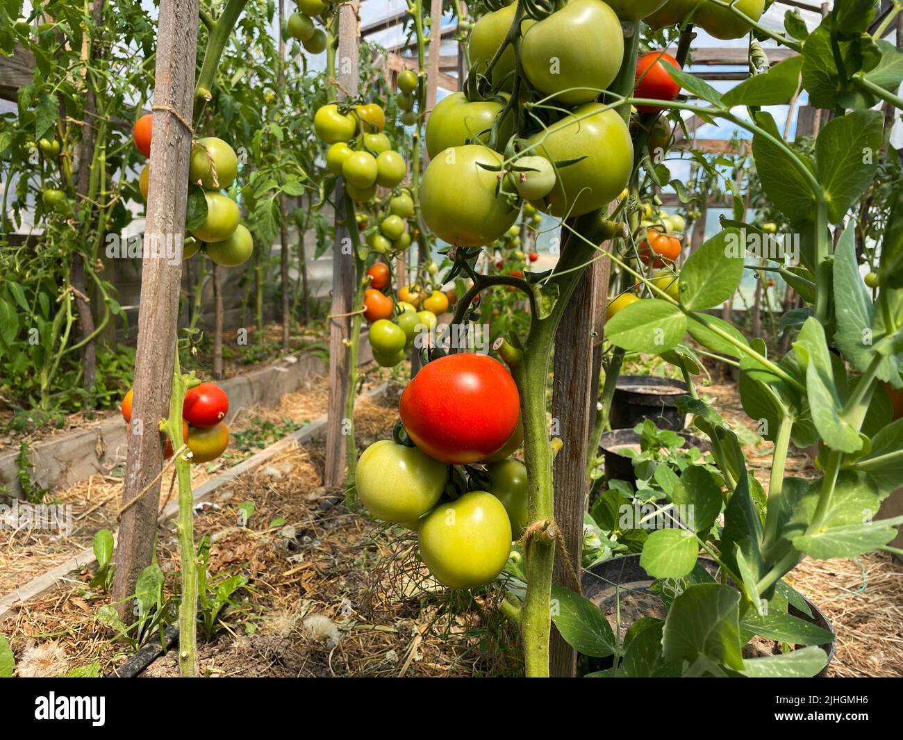 Fresh tomatoes ripening in the greenhouse. Agriculture, food industry ...