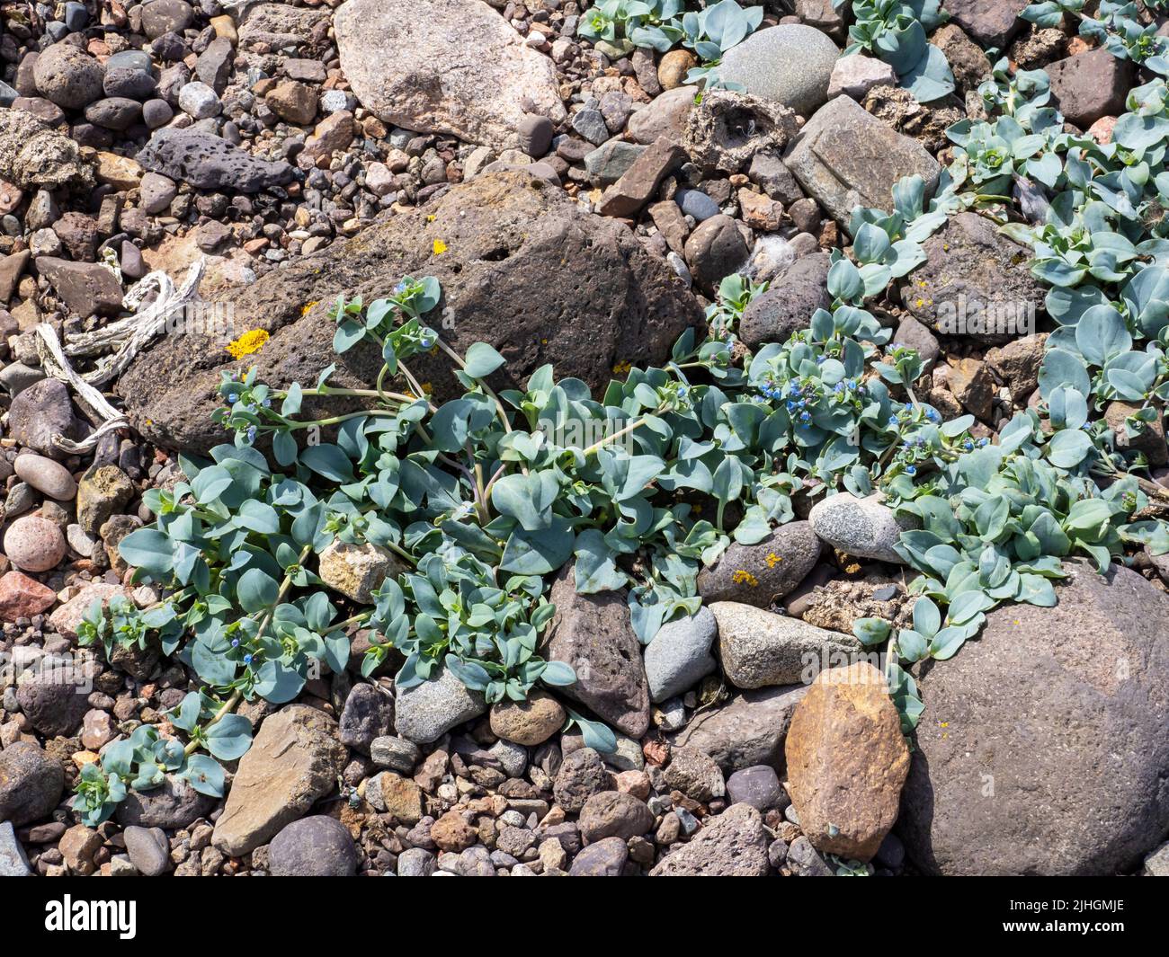 Oysterplant, Mertensia maritima, a rare coastal plant growing at ...