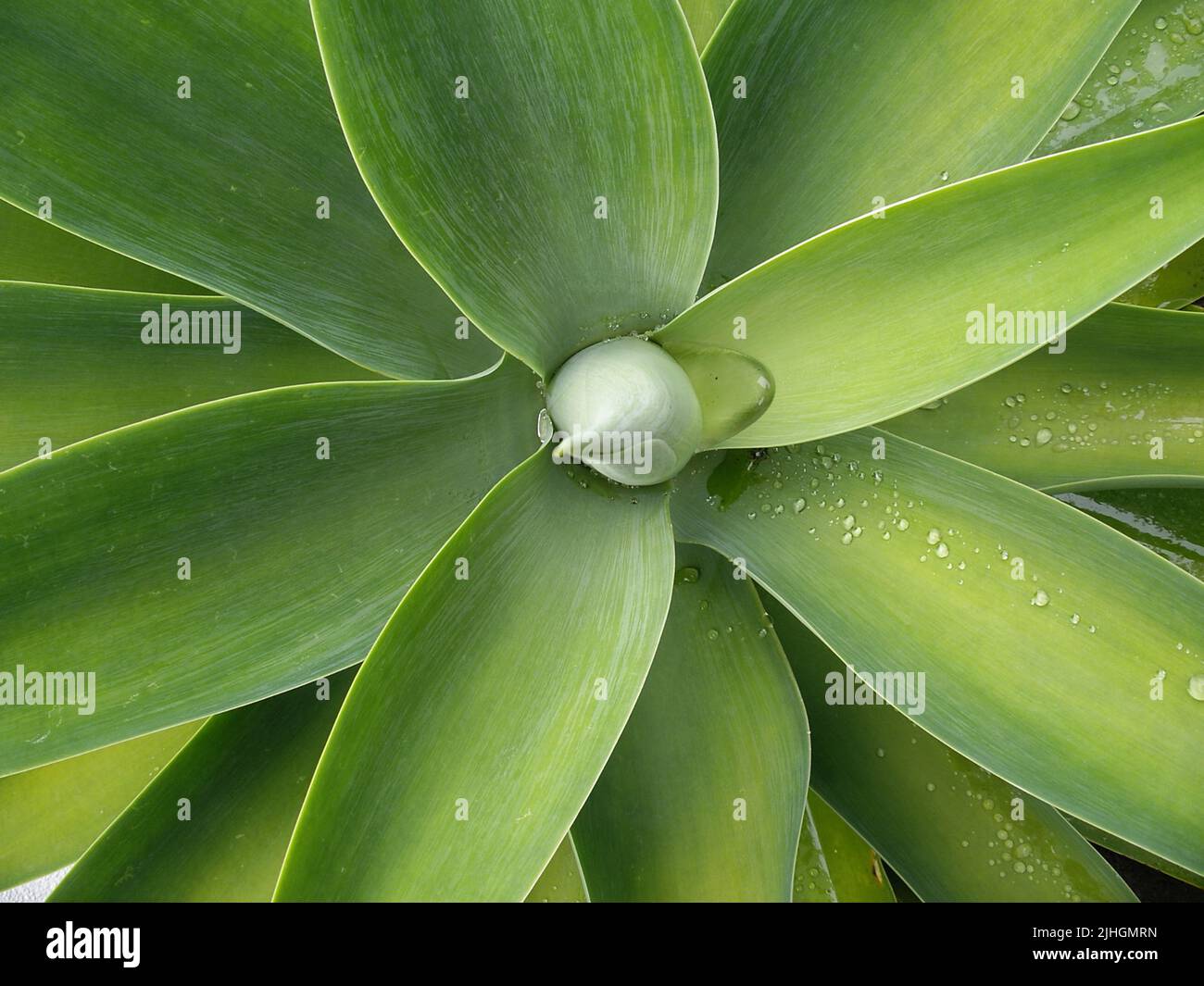 Agave Acentuata (perenniel plant) viewed from above Stock Photo - Alamy
