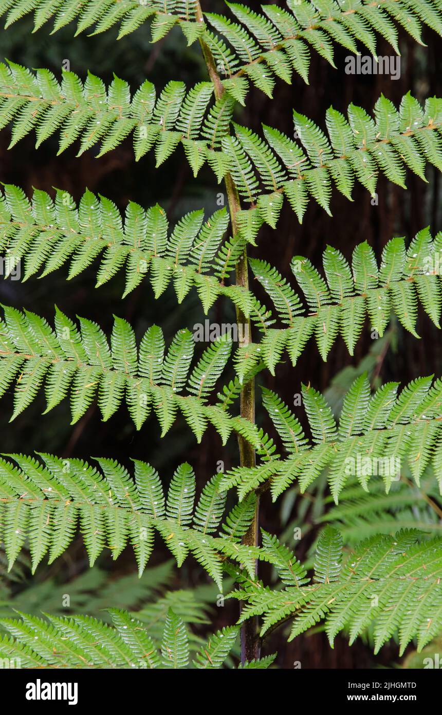 The symmetry of a New Zealand fern leaf Stock Photo - Alamy