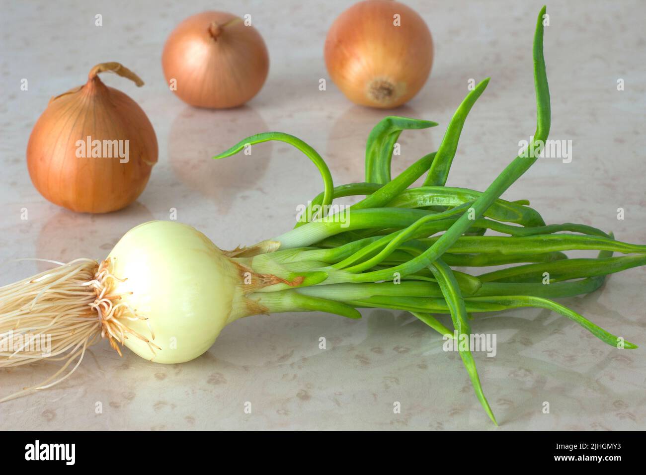 Onions with roots hi-res stock photography and images - Alamy
