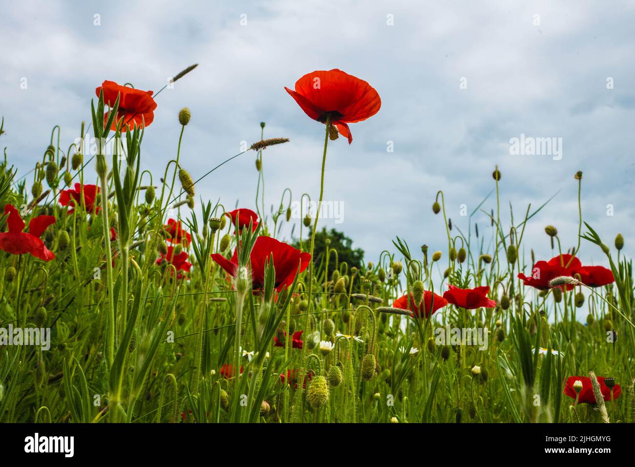 Poppies rewilding hi-res stock photography and images - Alamy