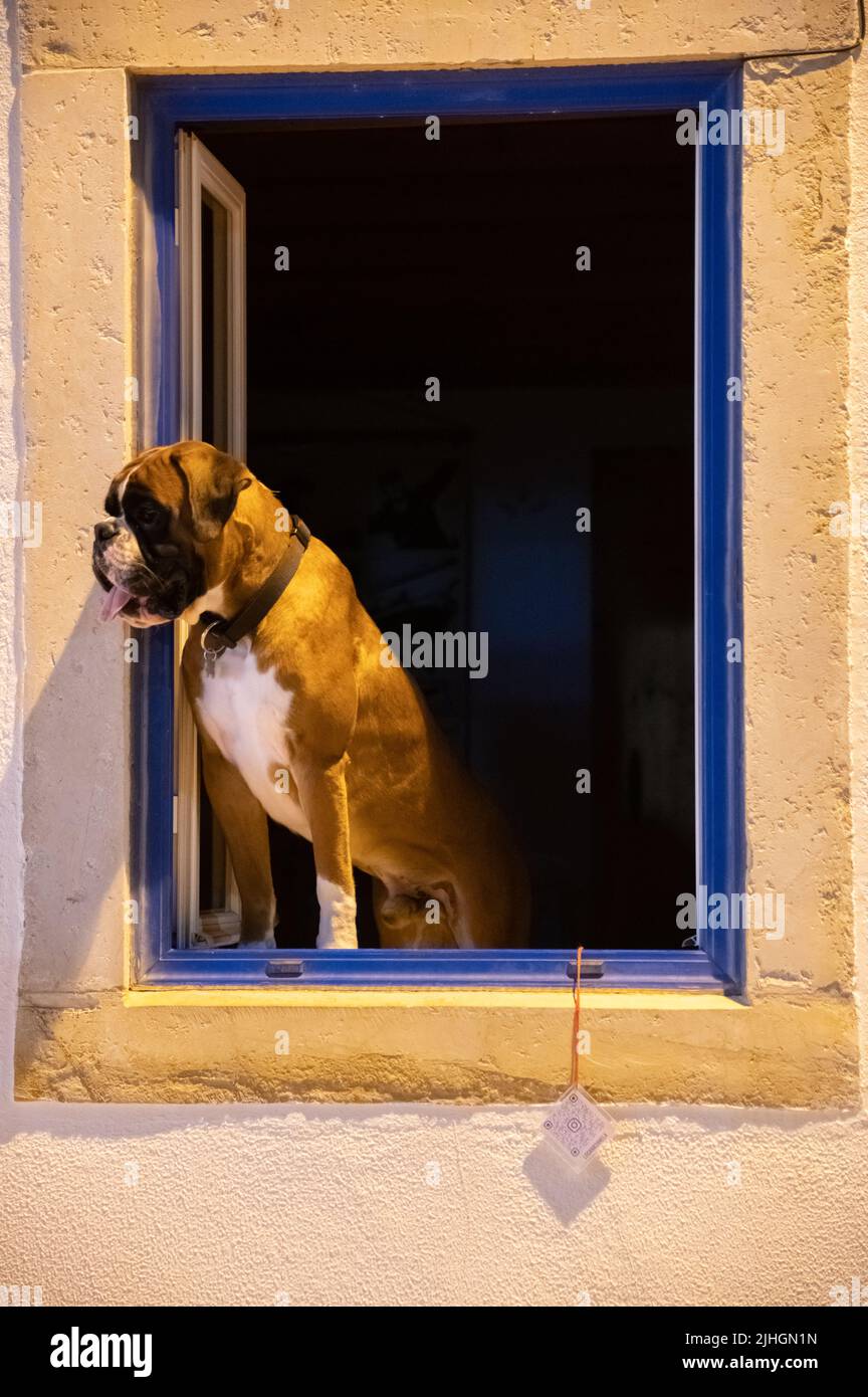 boxer in a window with blue frame Stock Photo - Alamy