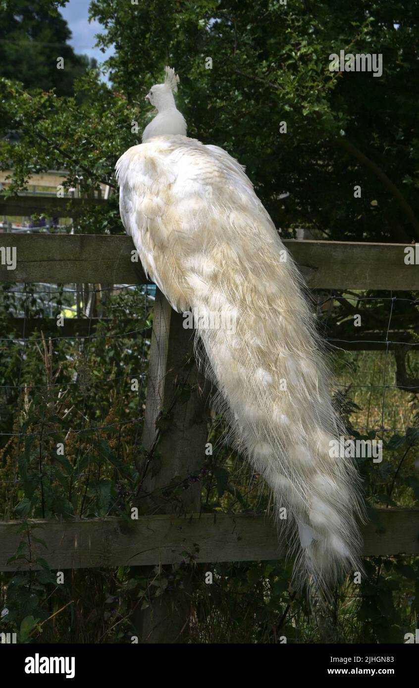 Perched peacock hi-res stock photography and images - Alamy