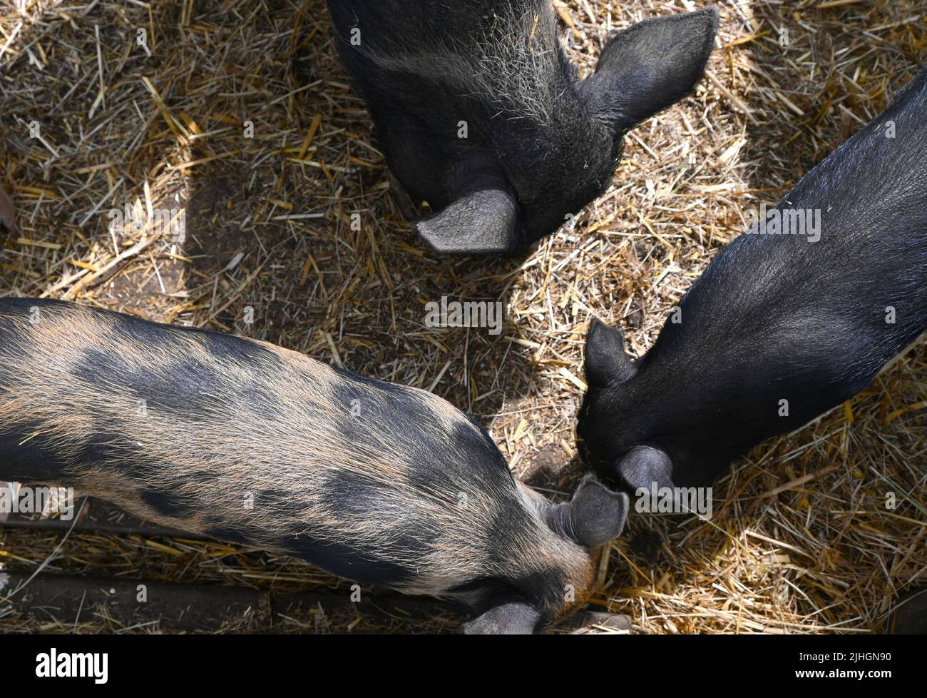 three rare breed pigs, tostock animal park Stock Photo - Alamy