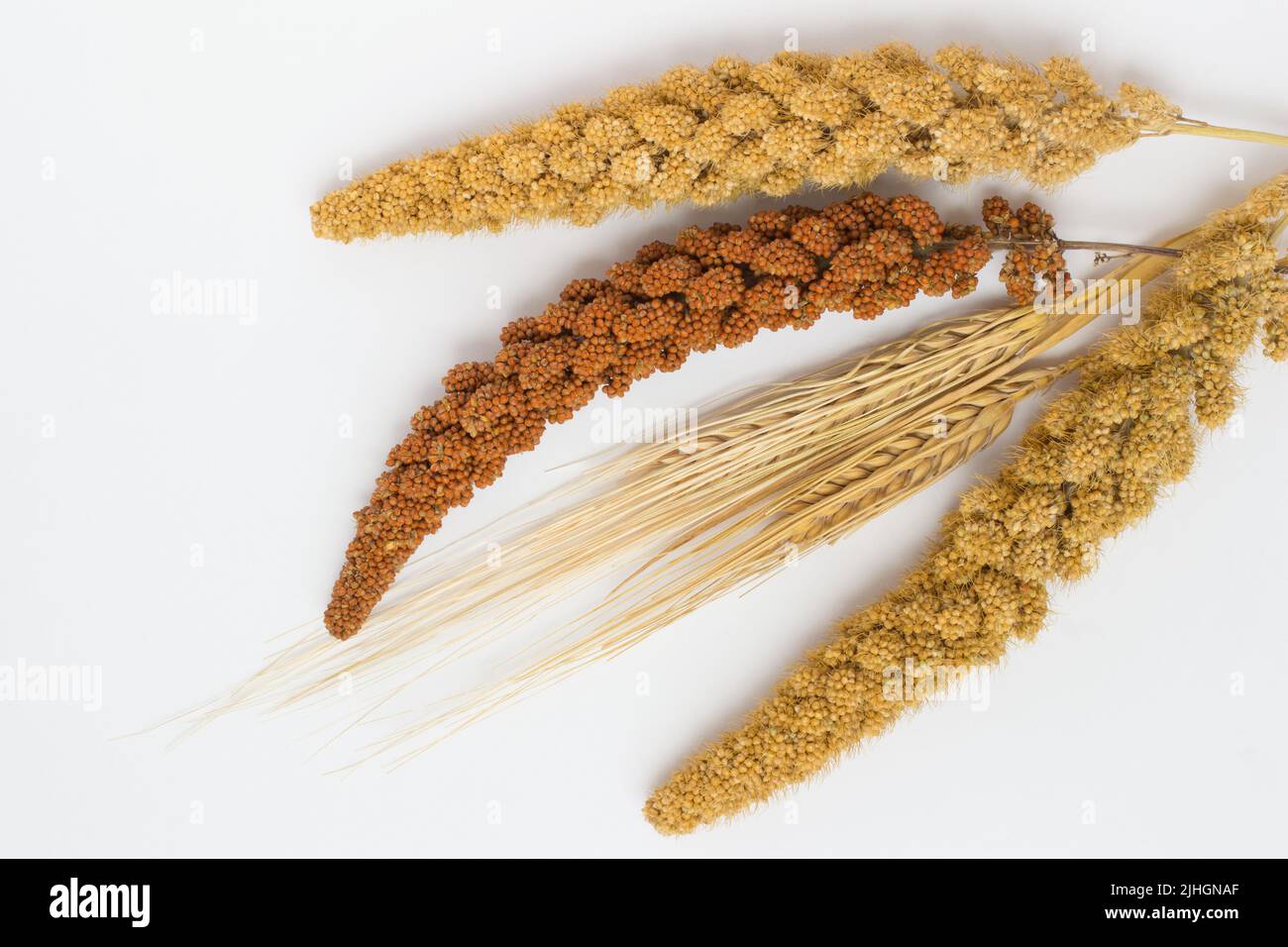 Two stalk of wheat, two twig yellow millet and one red millet twig on a ...