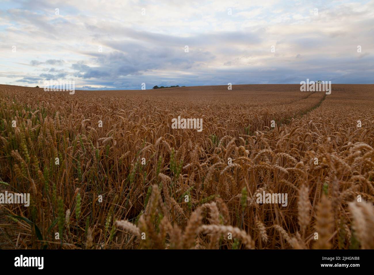 A field with wheat ready for harvest Stock Photo - Alamy