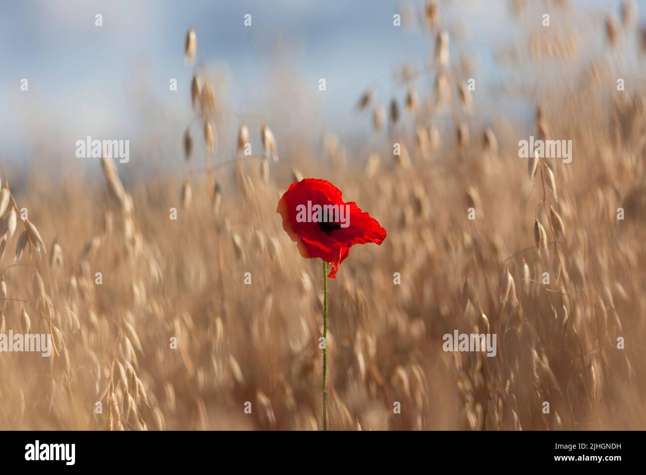 Wwi poppy field hi-res stock photography and images - Alamy
