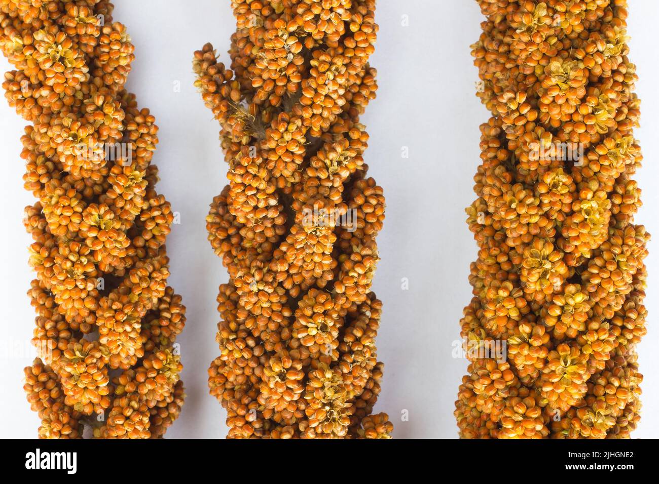 Three twig red millet on white background. top view Stock Photo - Alamy