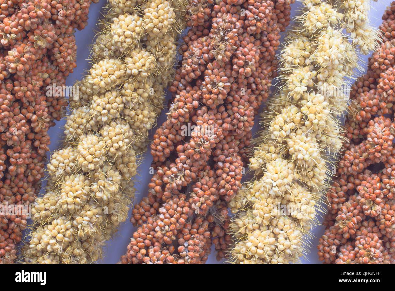 Straw millet hi-res stock photography and images - Alamy