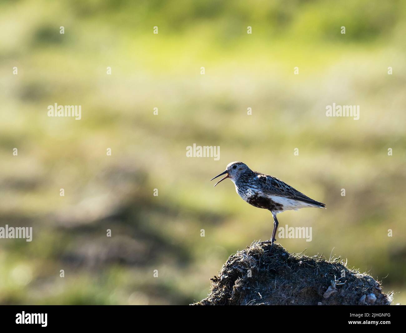 Dunlin bird uk moorland hi-res stock photography and images - Alamy