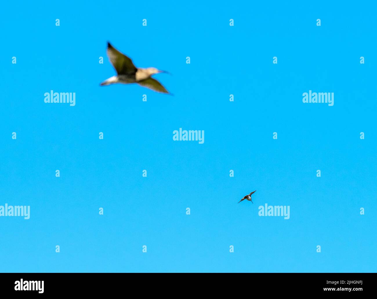 A Common Snipe, Gallinago gallinago with a Eurasian Whimbrel, Numenius ...