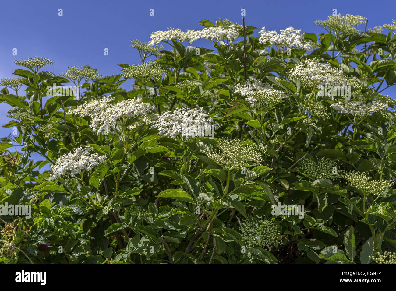 Hyldebusk hi-res stock photography and images - Alamy