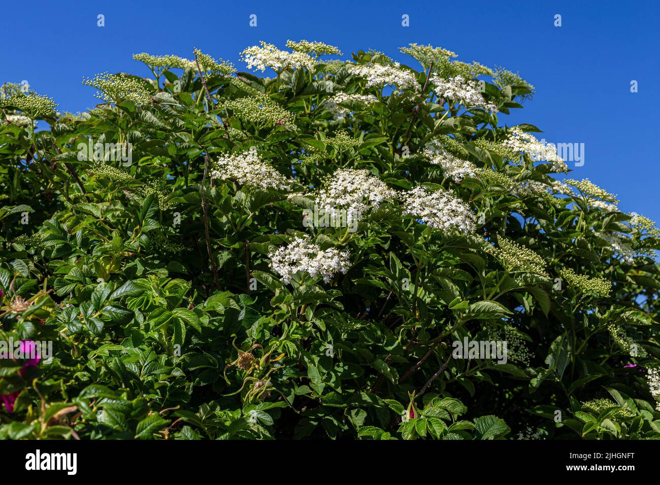 Hyldetrae hi-res stock photography and images - Alamy