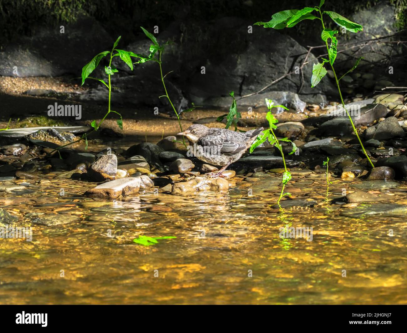 Juvenile dipper feeding hi-res stock photography and images - Alamy