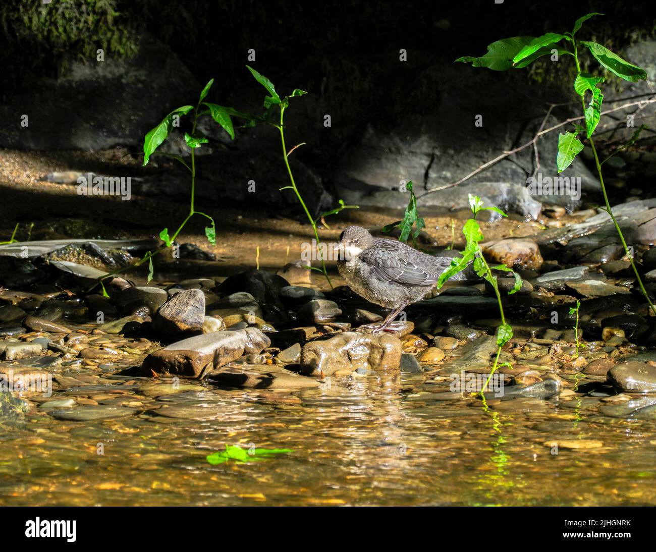 Juvenile dipper feeding hi-res stock photography and images - Alamy