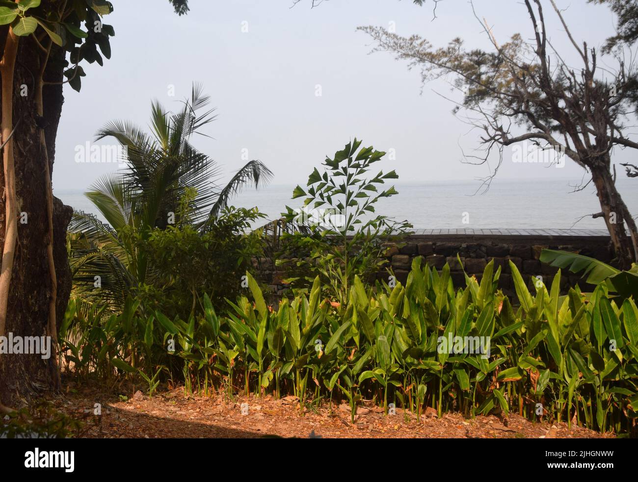 landscape, fort kochi, kerala, india Stock Photo - Alamy