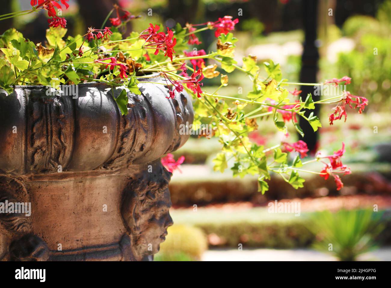 The red flowers in vase decorates the Bahai Garden, Haifa, Israel Stock ...