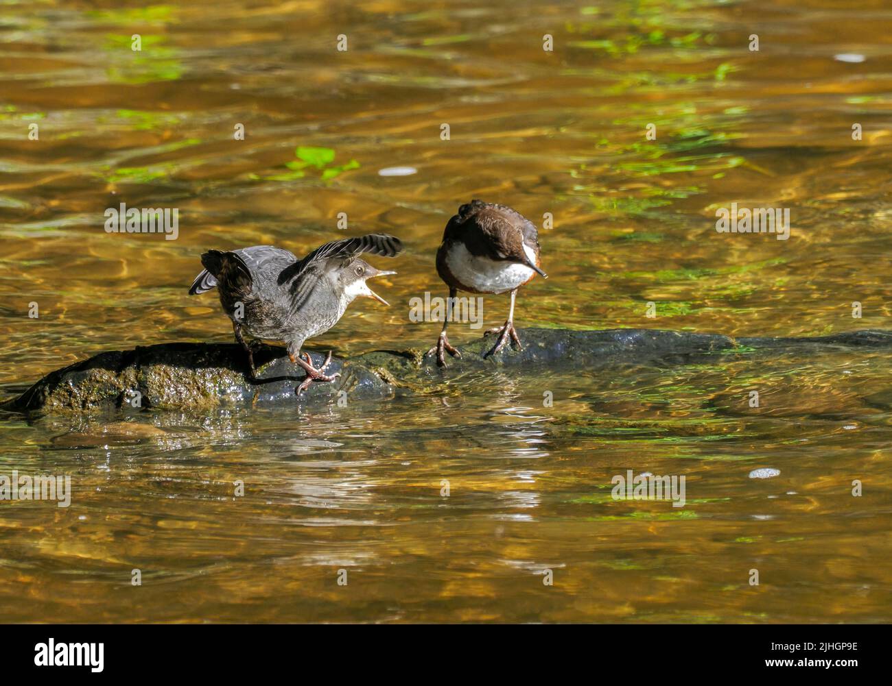 Juvenile dipper feeding hi-res stock photography and images - Alamy