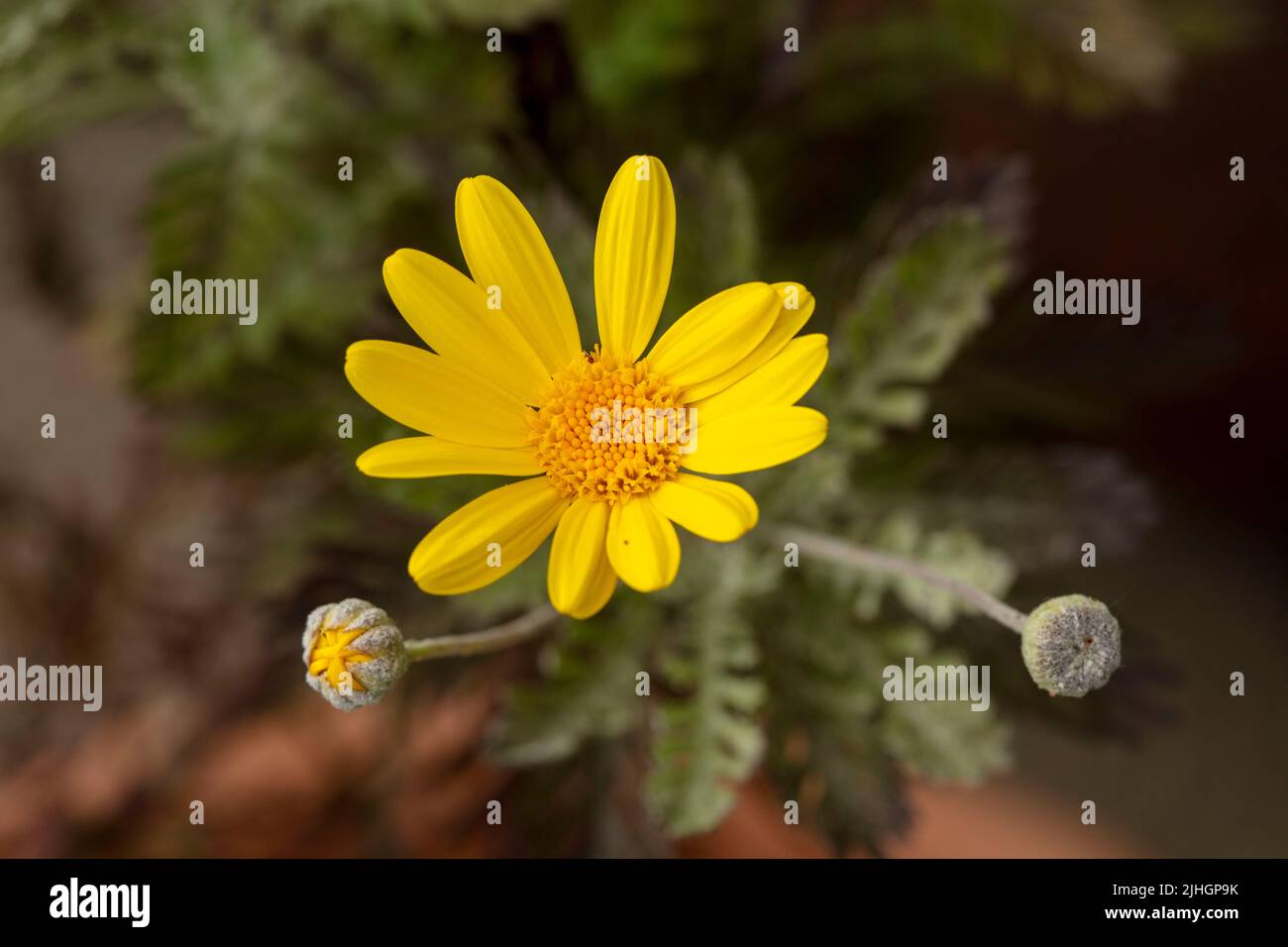 Close up plant portrait of Euryops Pectinatus Stock Photo - Alamy