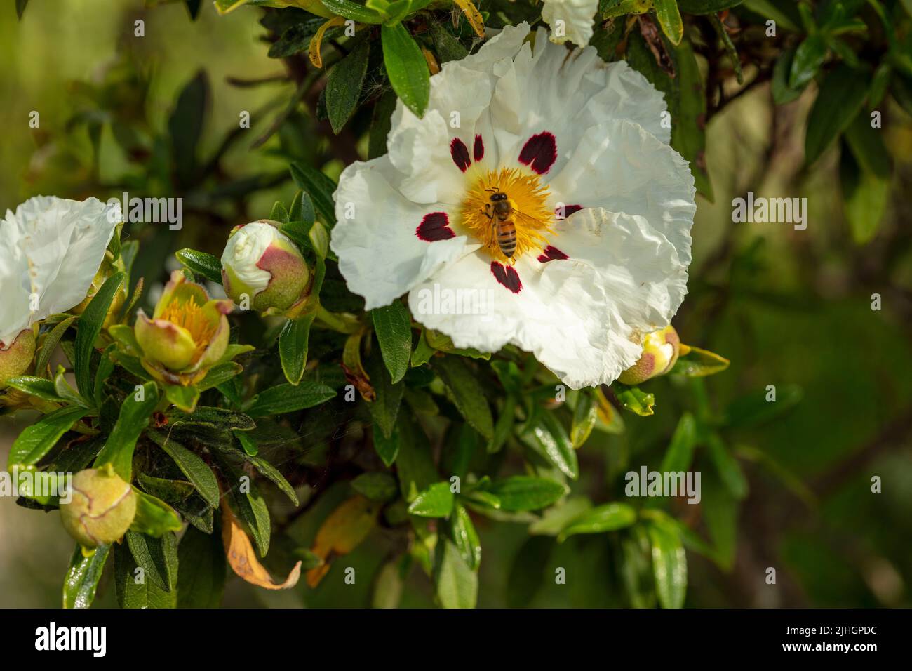 Close up natural flower portrait of Cistus purpureus,', Rock Rose, and ...