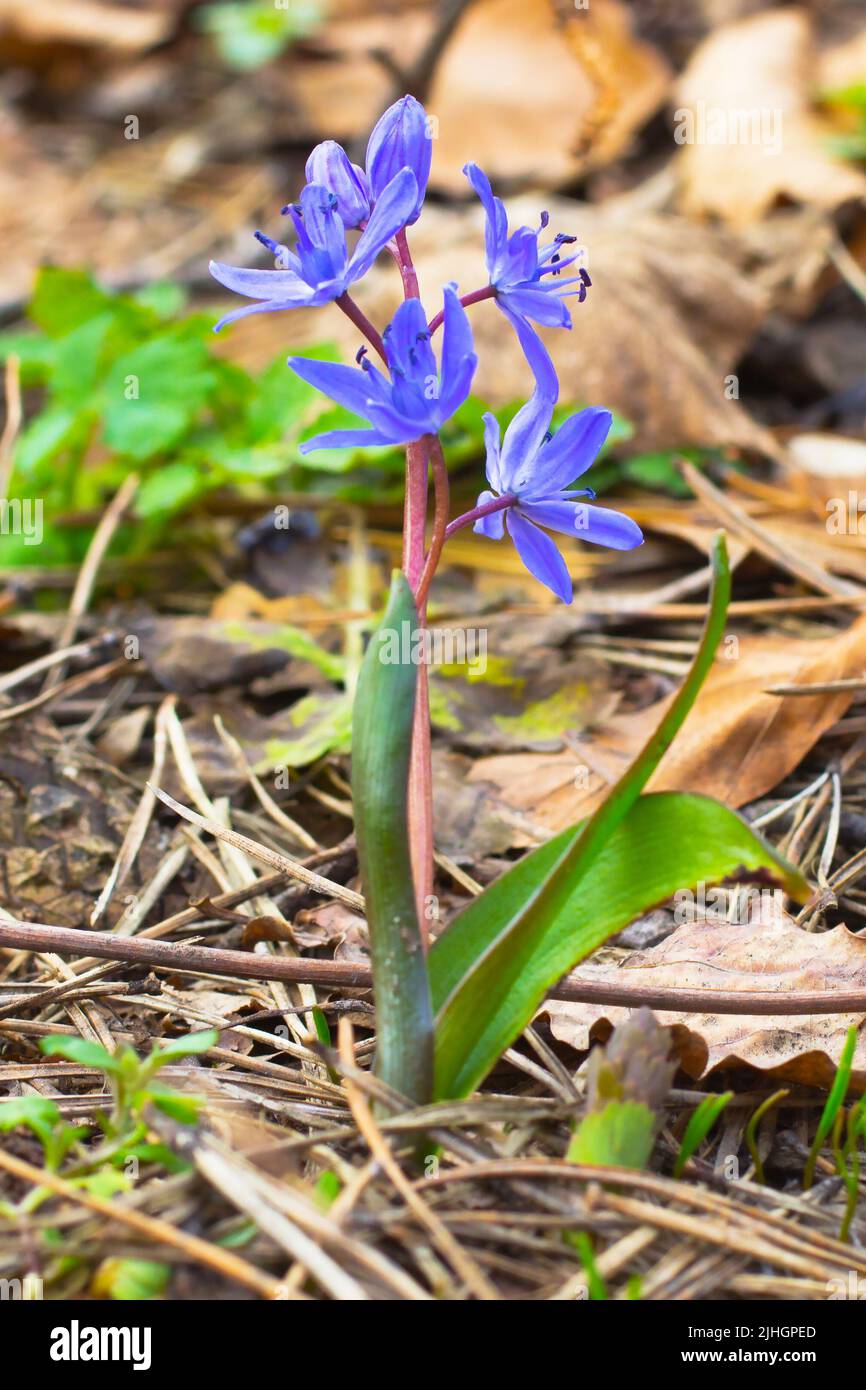Single snowdrop bud hi-res stock photography and images - Alamy