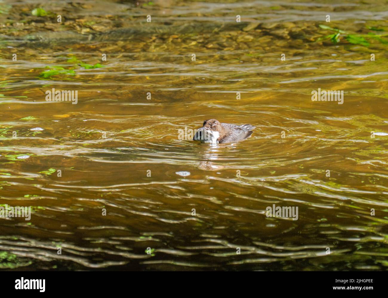 Juvenile dipper feeding hi-res stock photography and images - Alamy