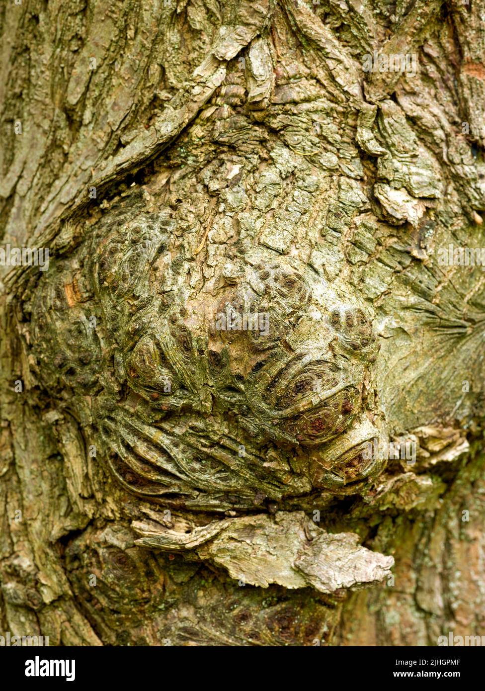 Patterns and textures in nature, intimate landscape of tree patterns ...