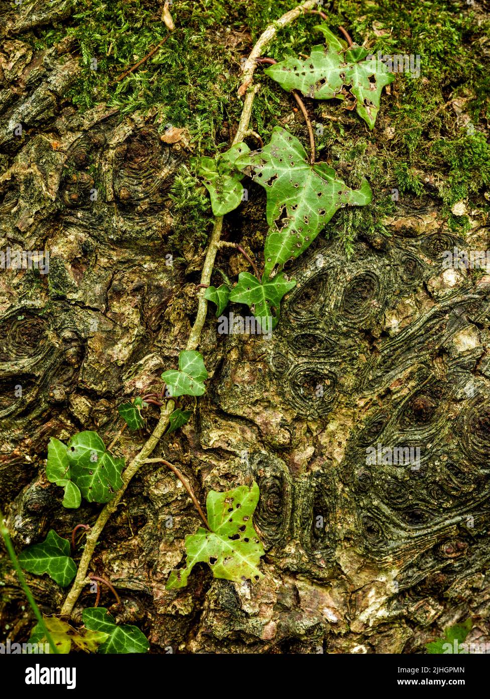 Patterns and textures in nature, intimate landscape of tree patterns ...
