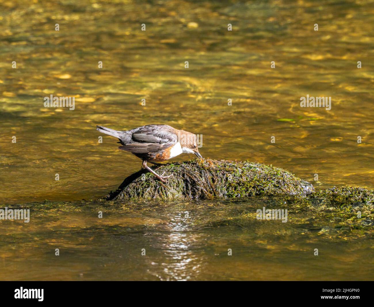 Juvenile dipper feeding hi-res stock photography and images - Alamy