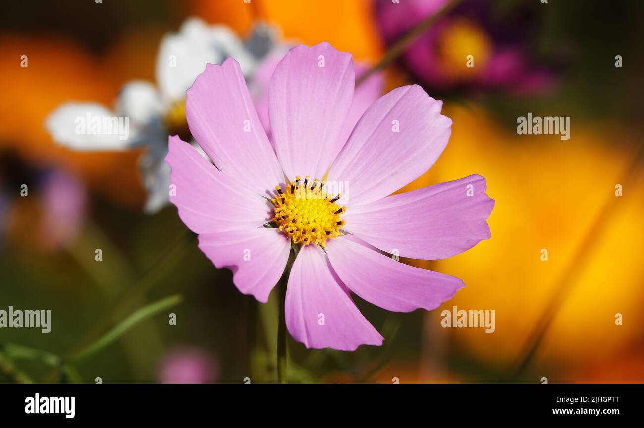 Cosmea flower double-pinnate is an annual flowering plant, the ...