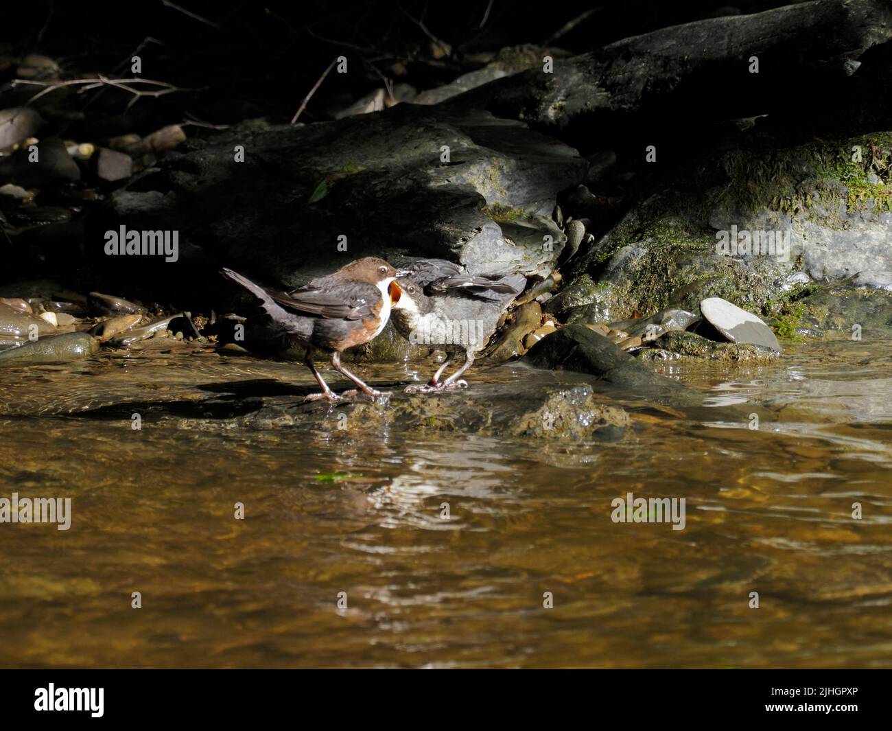 Juvenile dipper feeding hi-res stock photography and images - Alamy
