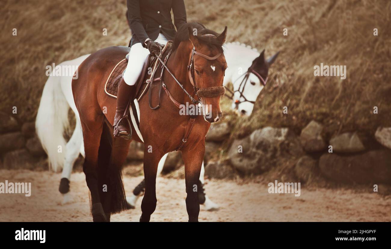 Two beautiful horses - a white and a chestnut with riders in the saddle ...
