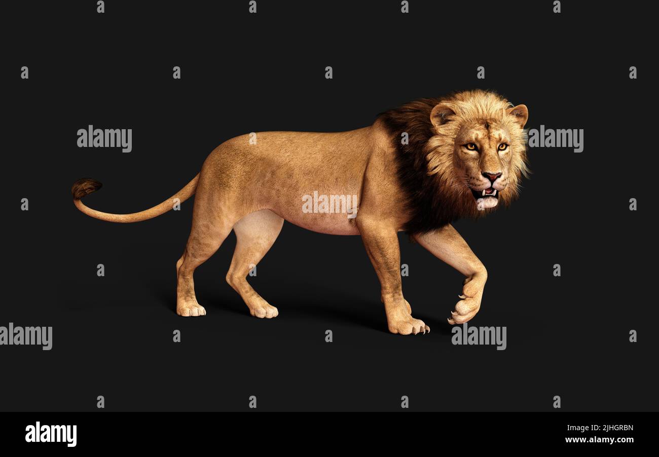 Dangerous Lions