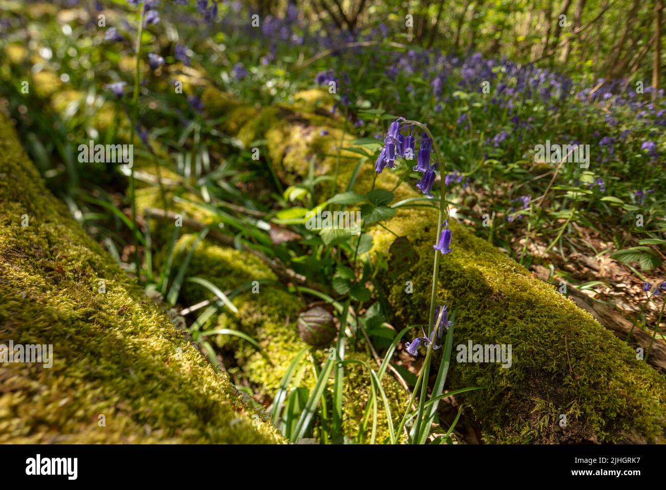 Stunning English Bluebell woods landscape in spring sunshine Stock ...